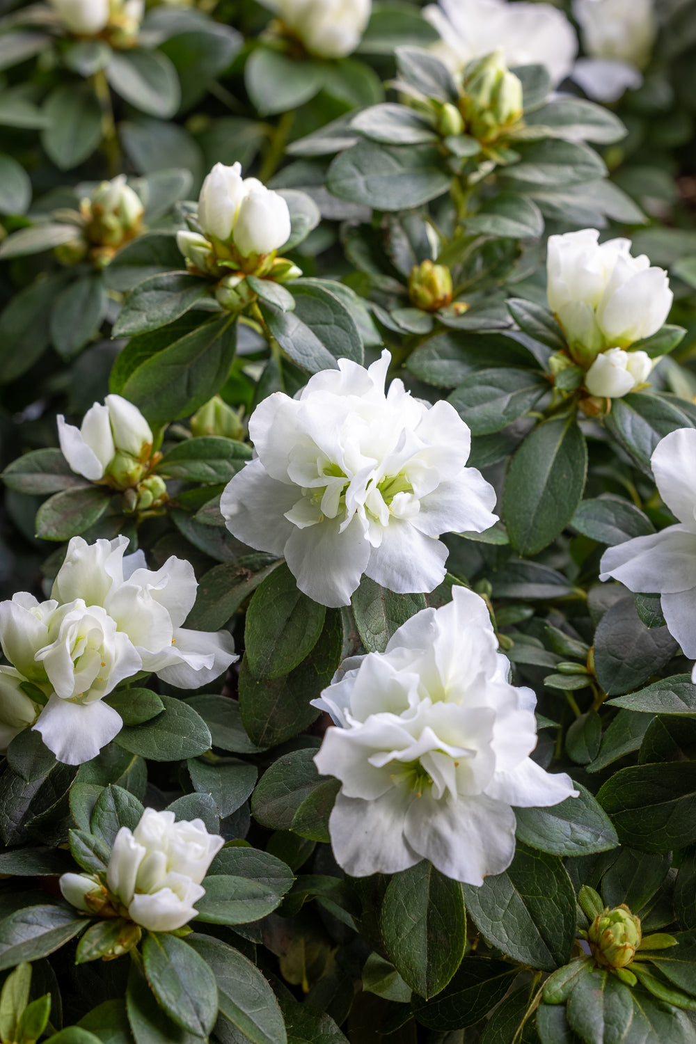 How to plant, grow & care for rhododendrons | Sarah Raven