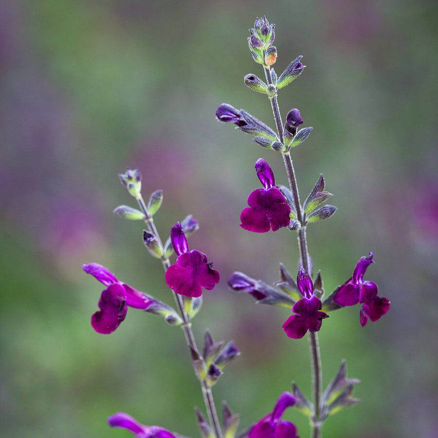 How to plant, grow & care for salvias | Sarah Raven