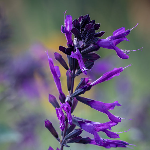 How to plant, grow & care for salvias | Sarah Raven