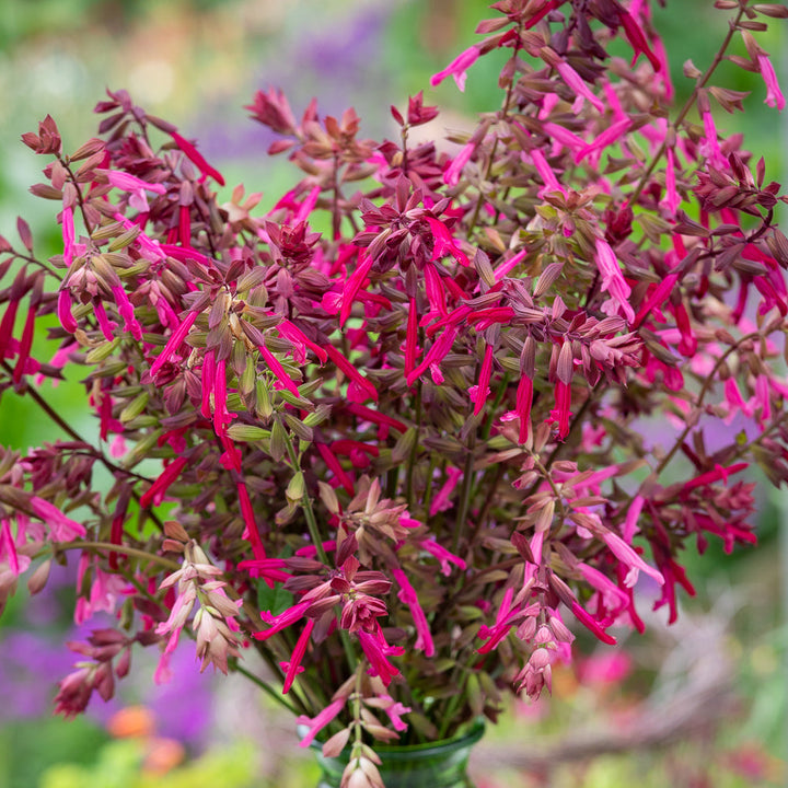 How to plant, grow & care for salvias | Sarah Raven