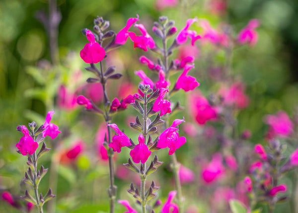 How to plant, grow & care for salvias | Sarah Raven